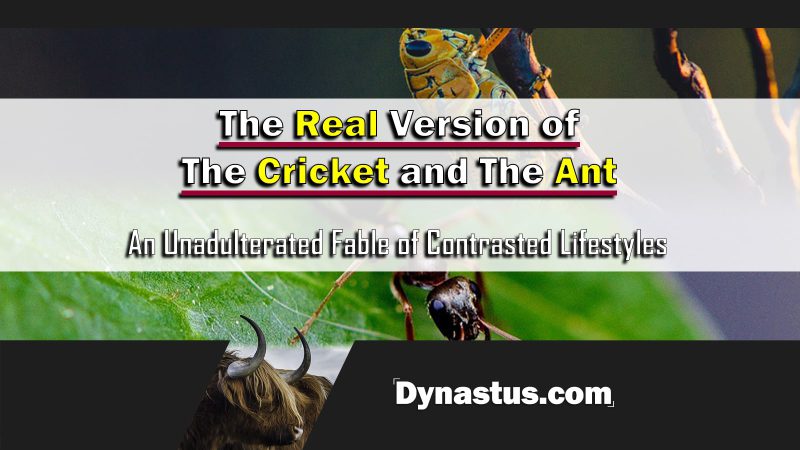 Cricket and the Ant [The Real Version] - Dynastus